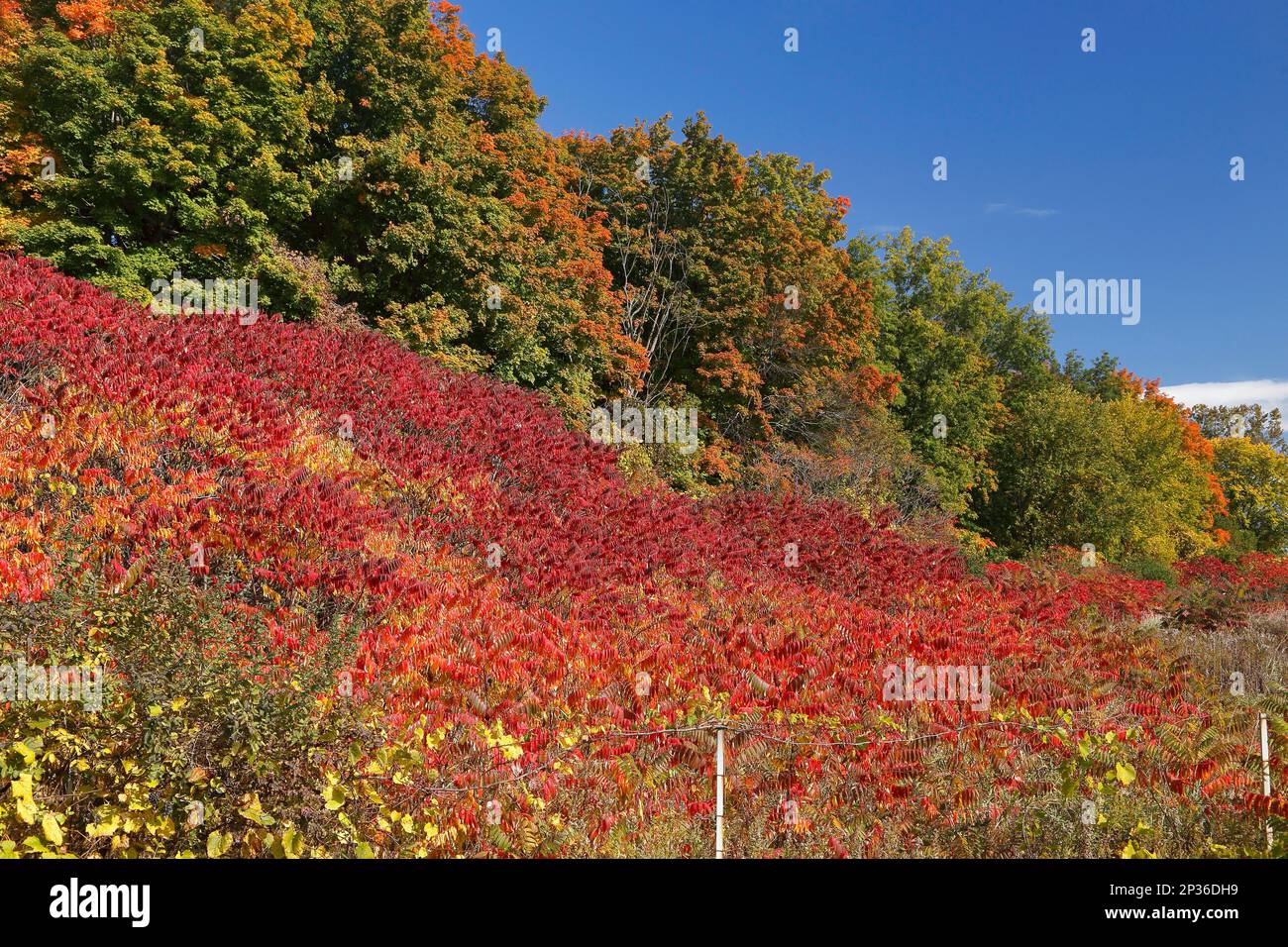 Nature, autumn, north american sumac shrubs, Province of Quebec, Canada ...