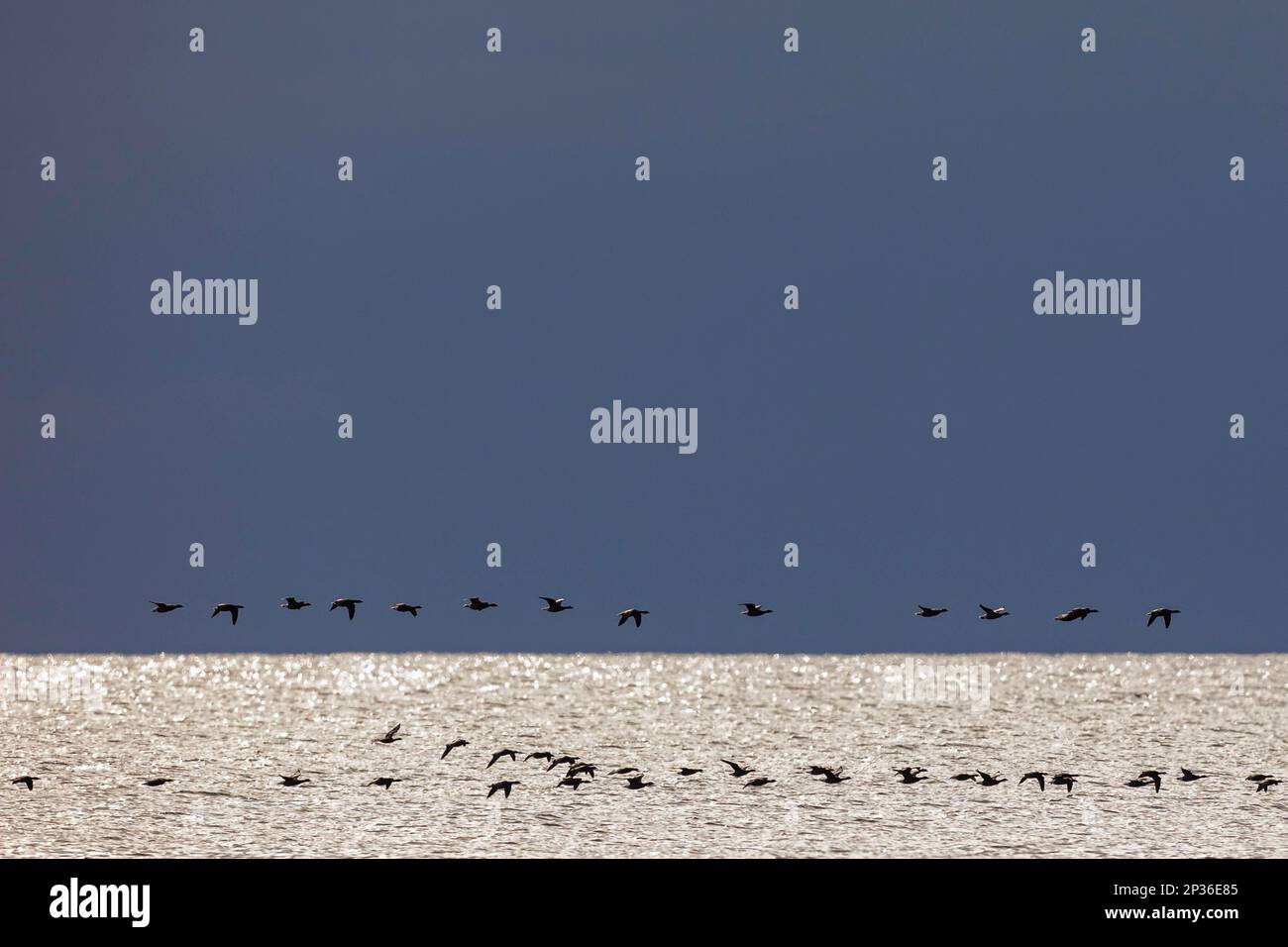 Brant goose (Branta bernicla), troop in flight, Falsterbo, Skane ...