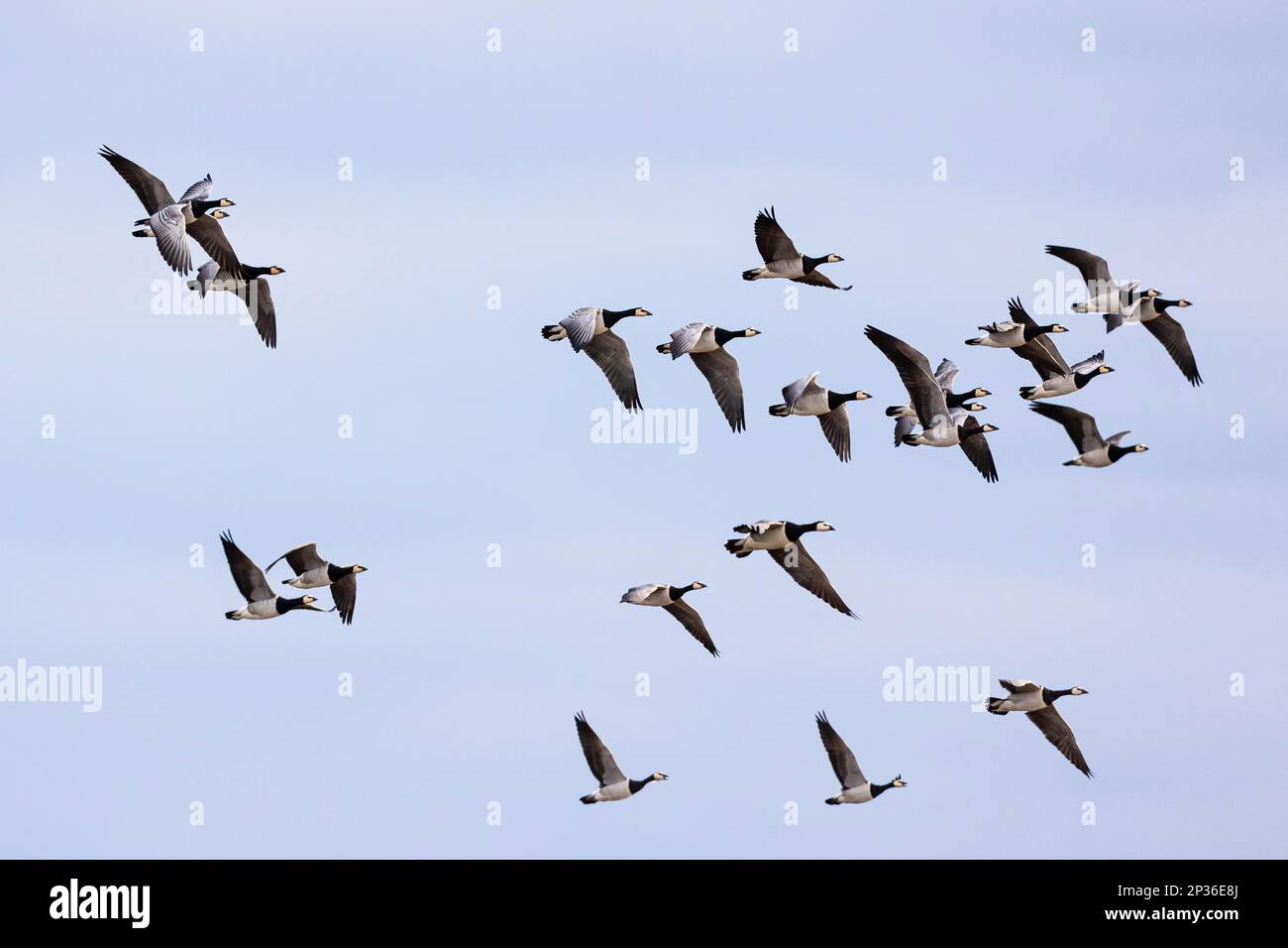 Barnacle goose (Branta leucopsis) or Barnacle Goose, troop in flight ...