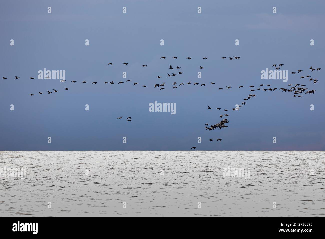 Brant goose (Branta bernicla), larger flock in flight, Falsterbo, Skane ...