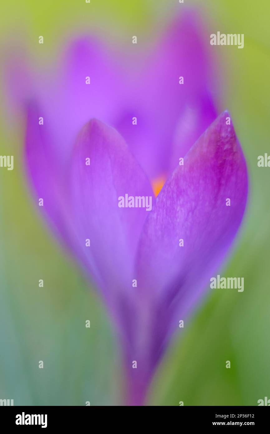 Spring herald crocus Stock Photo - Alamy