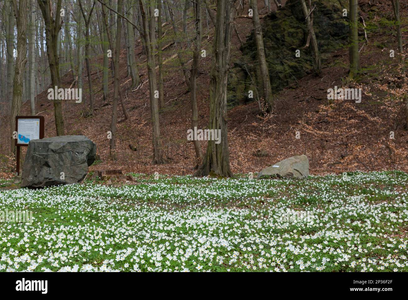 Bad Suderode spa gardens blooming anemones Stock Photo - Alamy