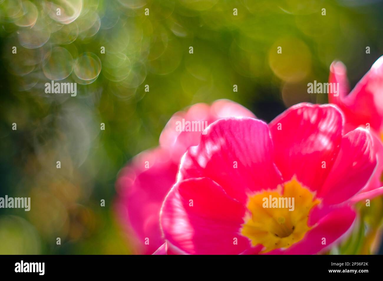 Spring flower bokeh hi-res stock photography and images - Alamy