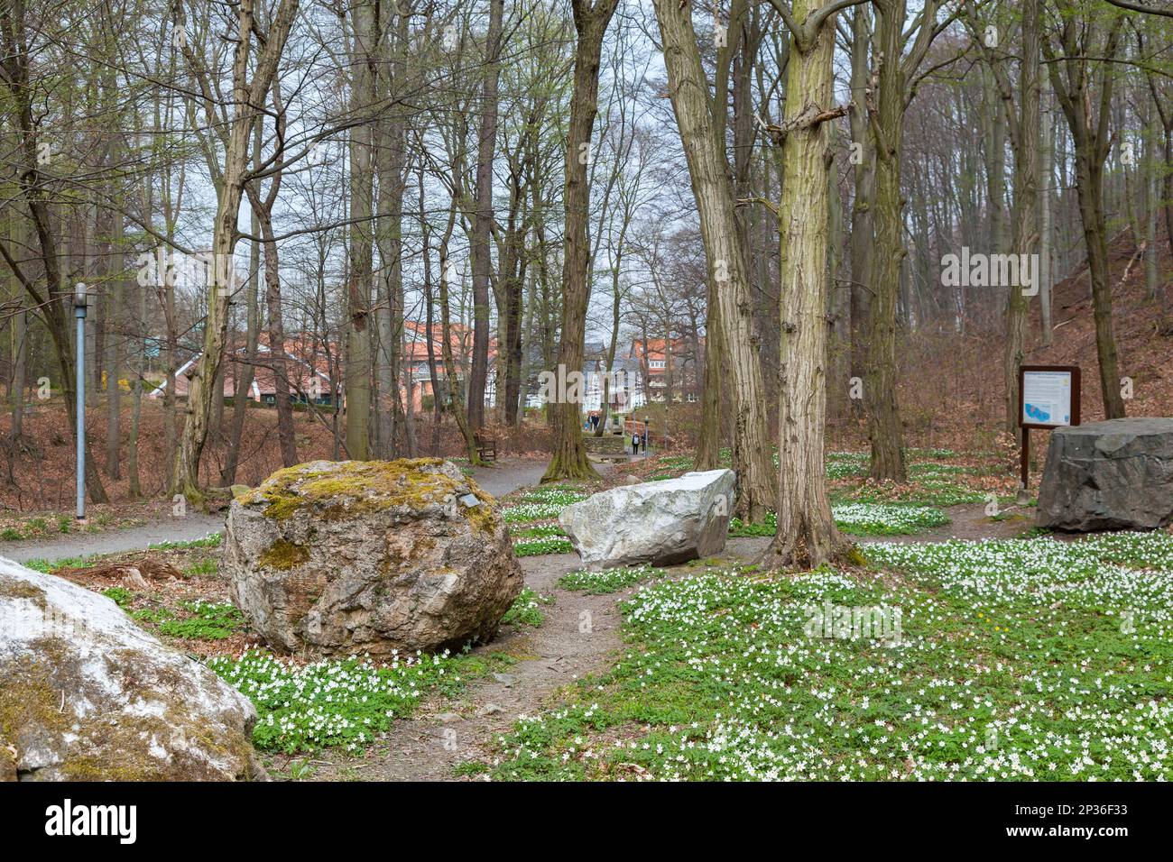 Bad Suderode spa gardens blooming anemones Stock Photo - Alamy