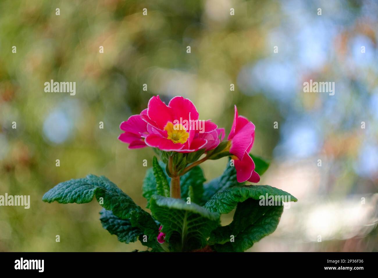 Spring flower bokeh hi-res stock photography and images - Alamy