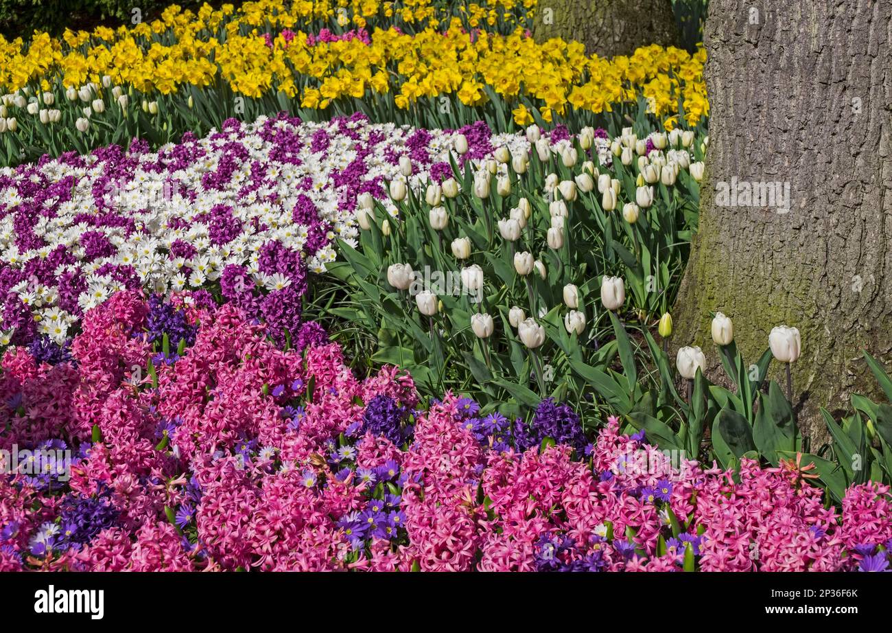 Tree bulbous trunk hi-res stock photography and images - Alamy