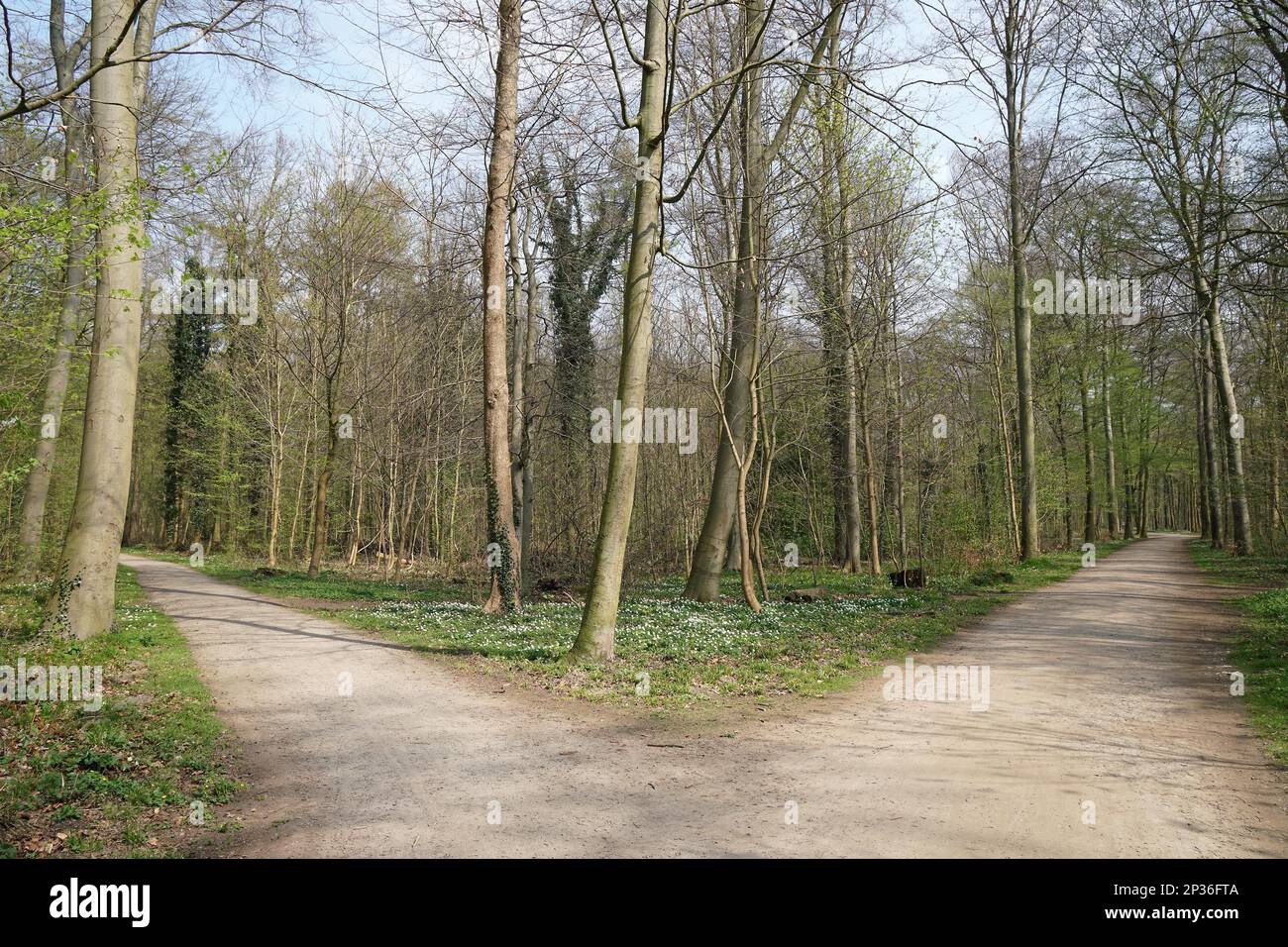 fork in a tree-lined forest path. decision or choice concept Stock ...