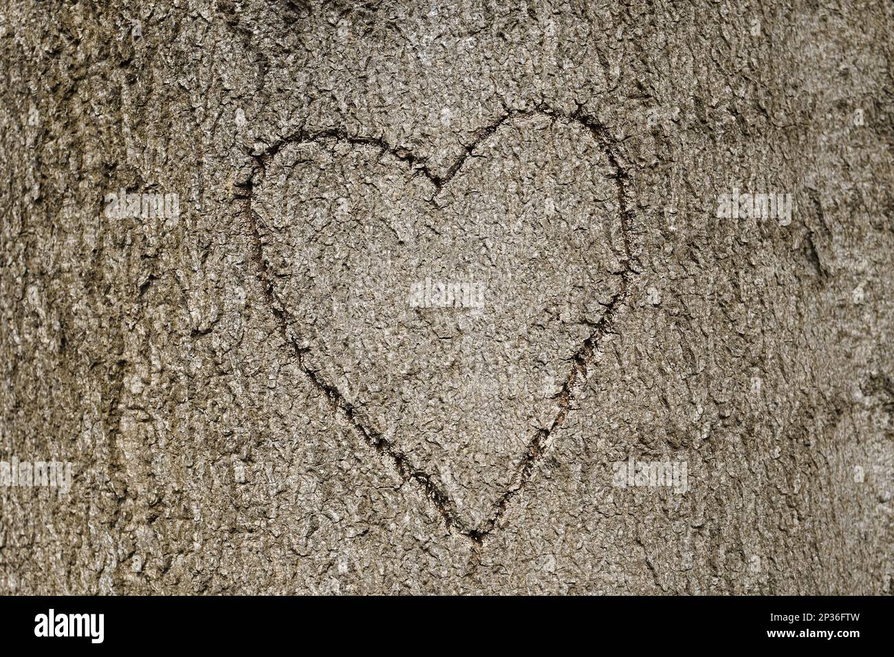 heart shape love symbol carved into tree bark Stock Photo - Alamy