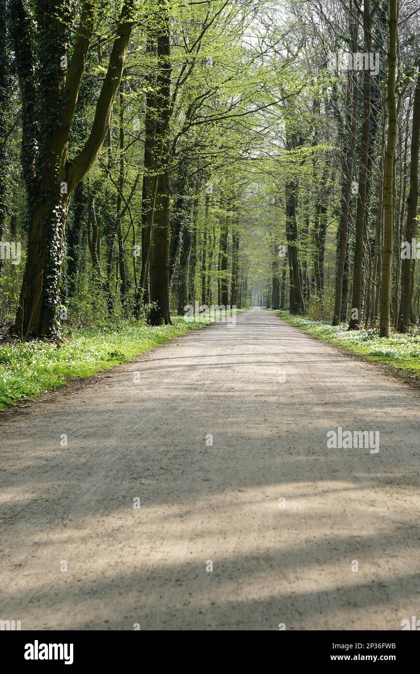 empty forest trail in spring. tree-lined path through deciduous or ...