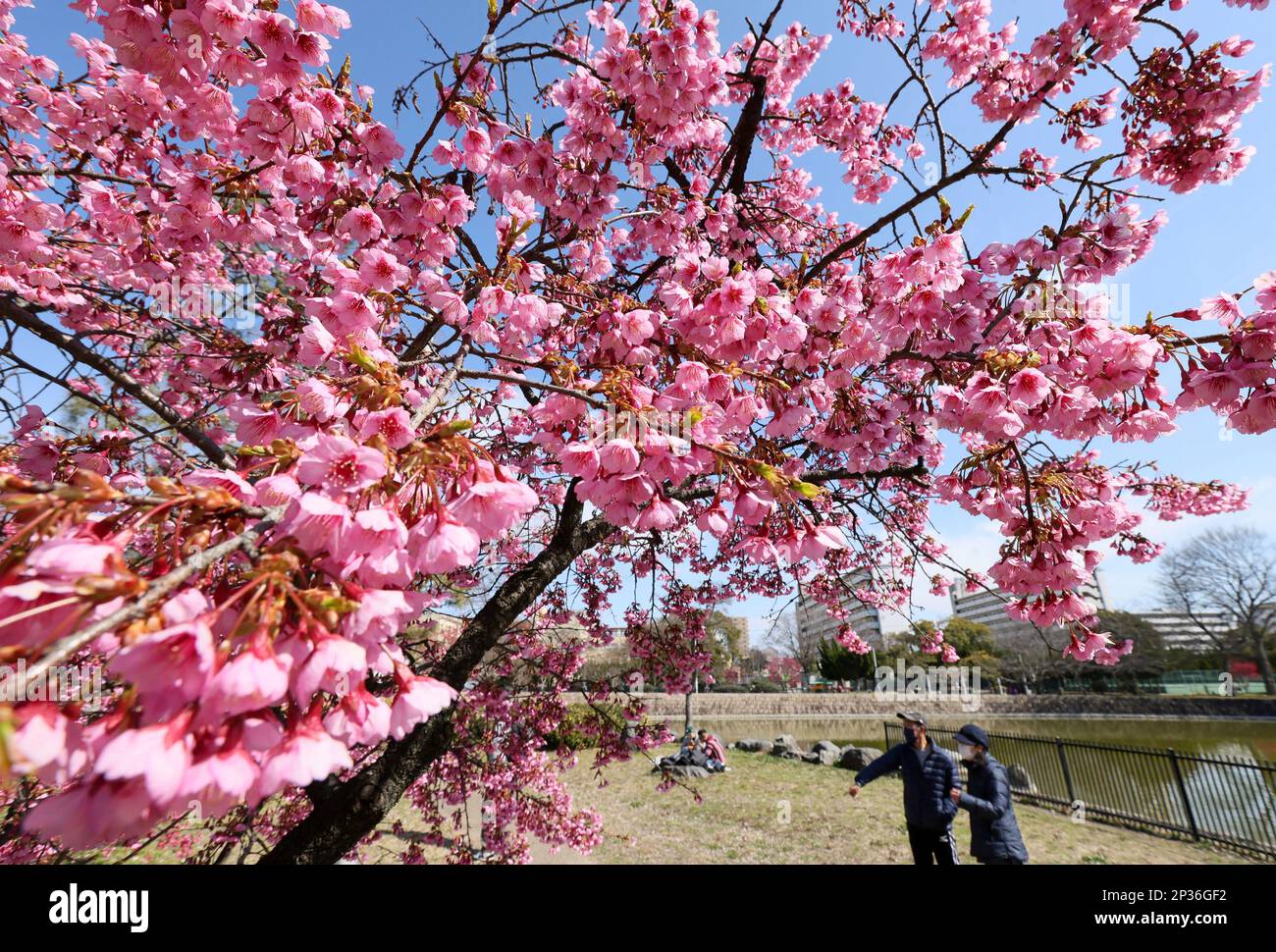 Flowers of Hikan-zakura, Prunus campanulate, one of the many cherry ...