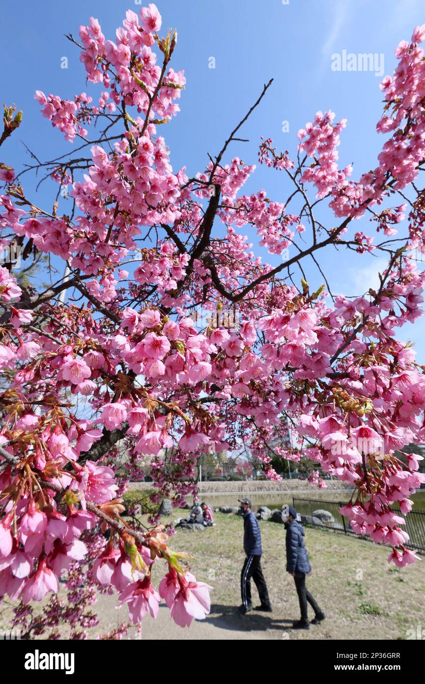 Flowers of Hikan-zakura, Prunus campanulate, one of the many cherry ...