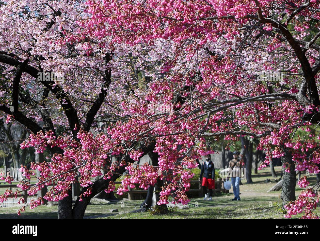 Flowers of Hikan-zakura, Prunus campanulate, one of the many cherry ...