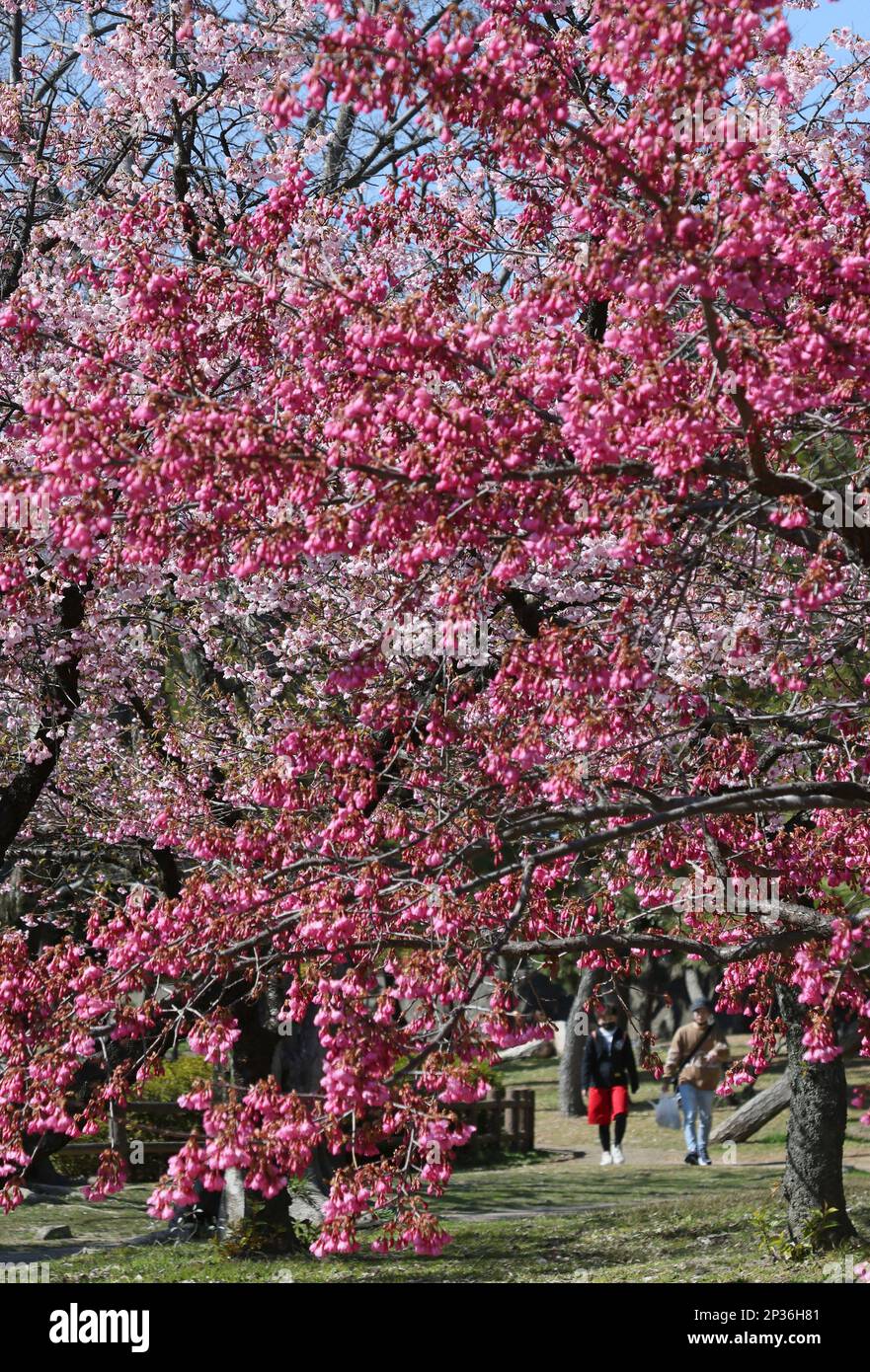 Flowers of Hikan-zakura, Prunus campanulate, one of the many cherry ...