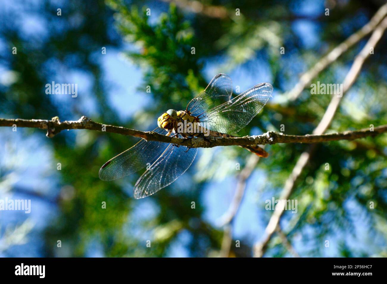 Libelle france hi-res stock photography and images - Alamy