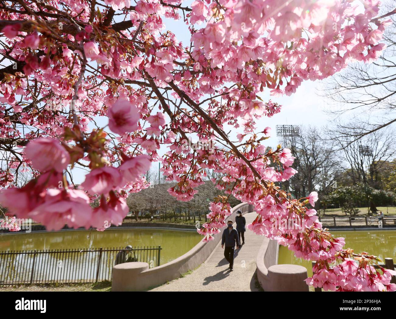 Flowers of Hikan-zakura, Prunus campanulate, one of the many cherry ...