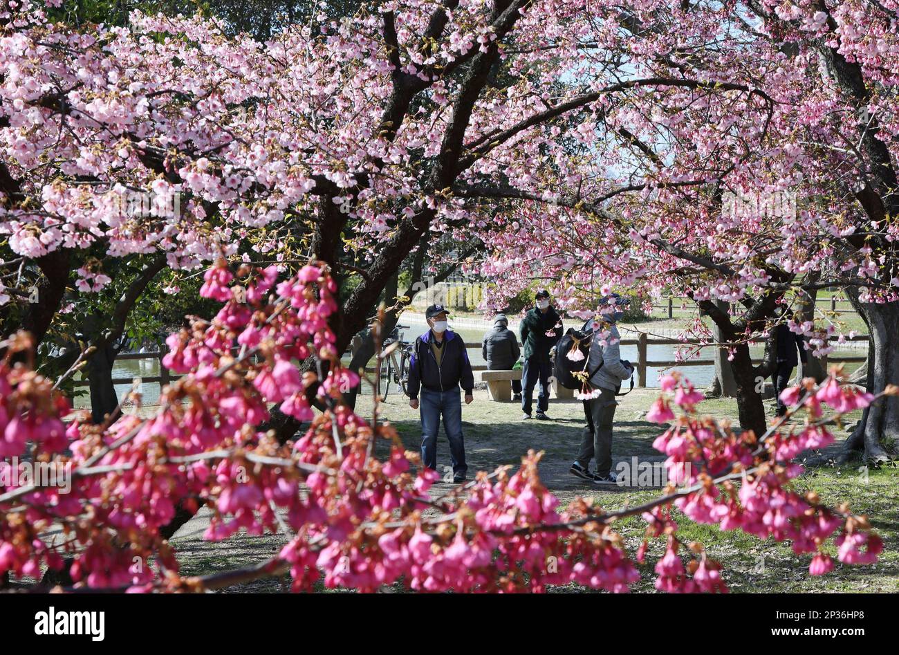 Flowers of Hikan-zakura, Prunus campanulate, one of the many cherry ...