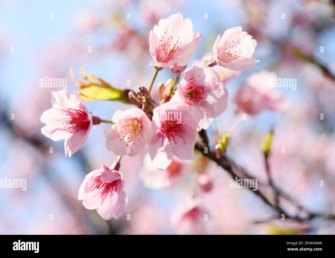 Flowers of Hikan-zakura, Prunus campanulate, one of the many cherry ...
