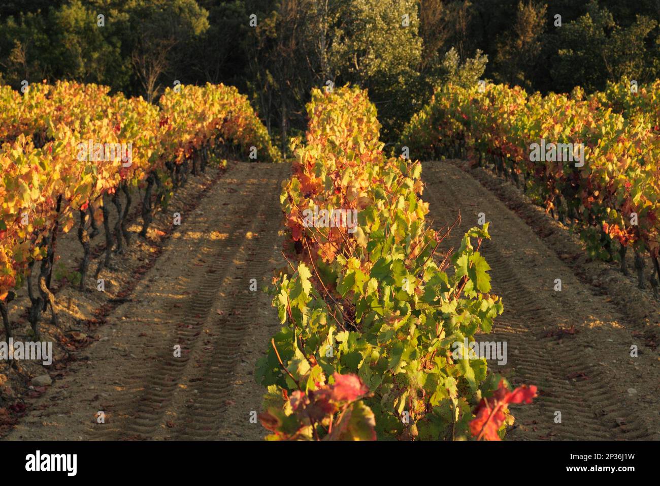 Autumn in provence hi-res stock photography and images - Alamy