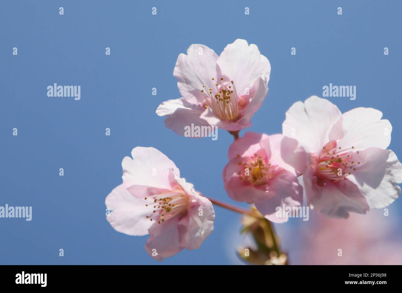 Flowers of Hikan-zakura, Prunus campanulate, one of the many cherry ...