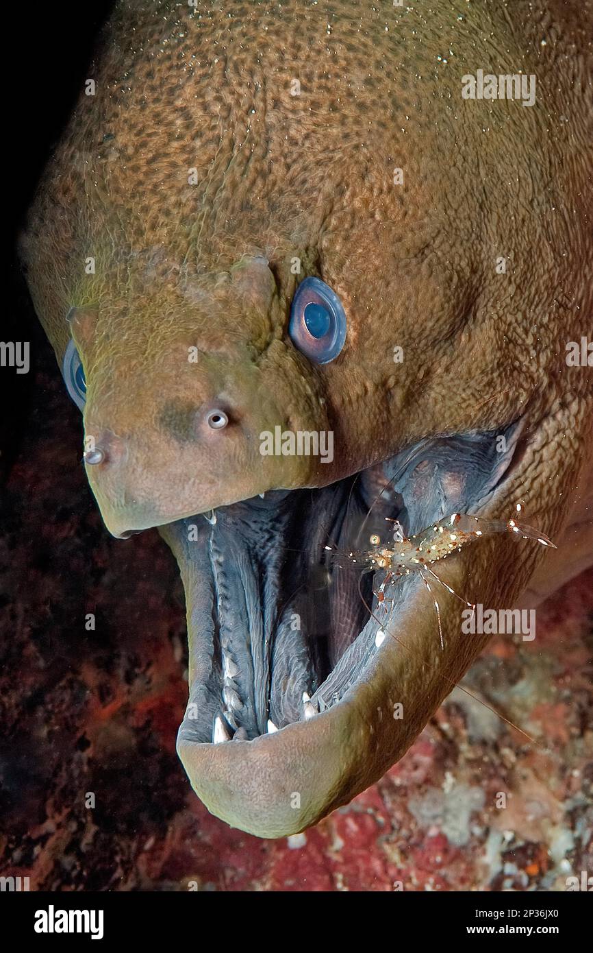 Symbiosis symbiotic behaviour in coral reef of predator giant moray ...