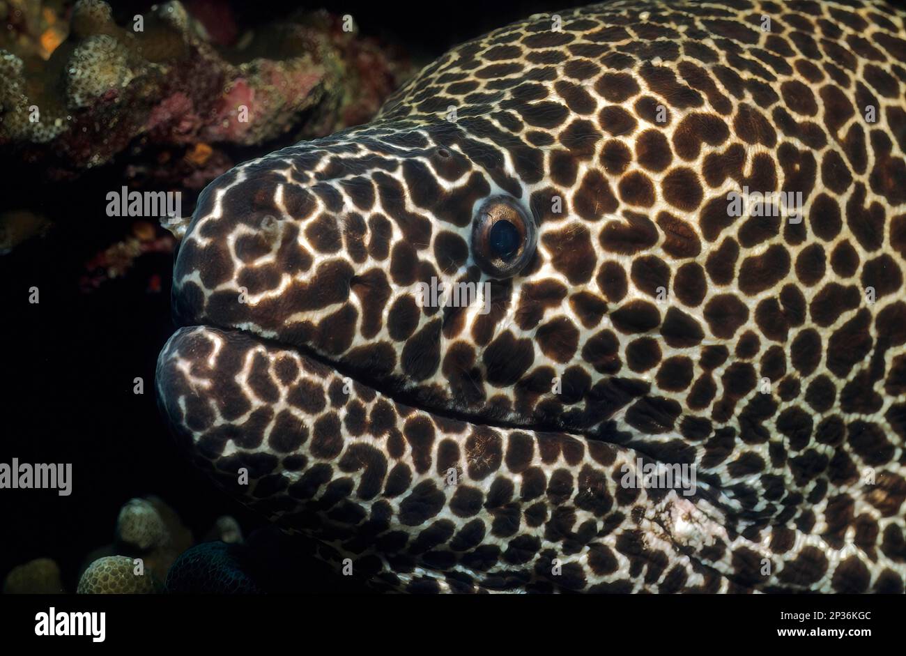 Close-up half profile of head Head portrait of moray eel Chain moray ...