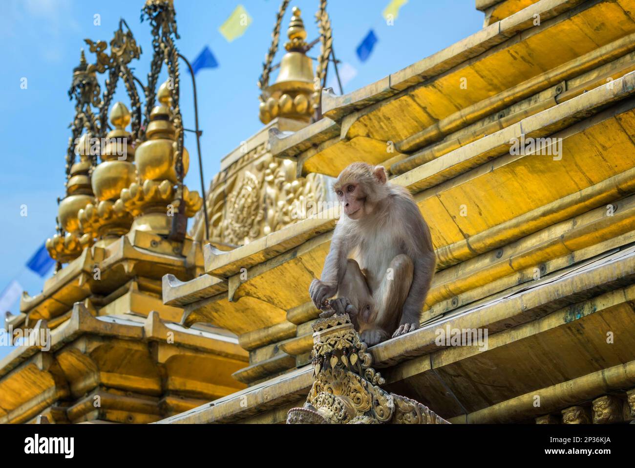Kathmandu, Monkey Temple Stock Photo - Alamy