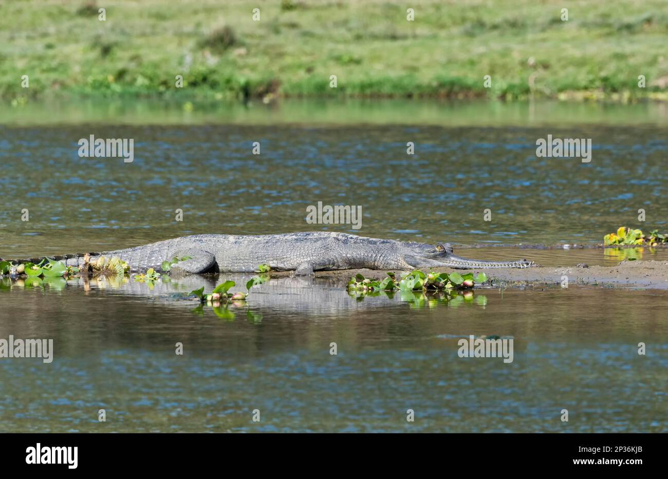 Crocodylidae true crocodile family hi-res stock photography and images ...