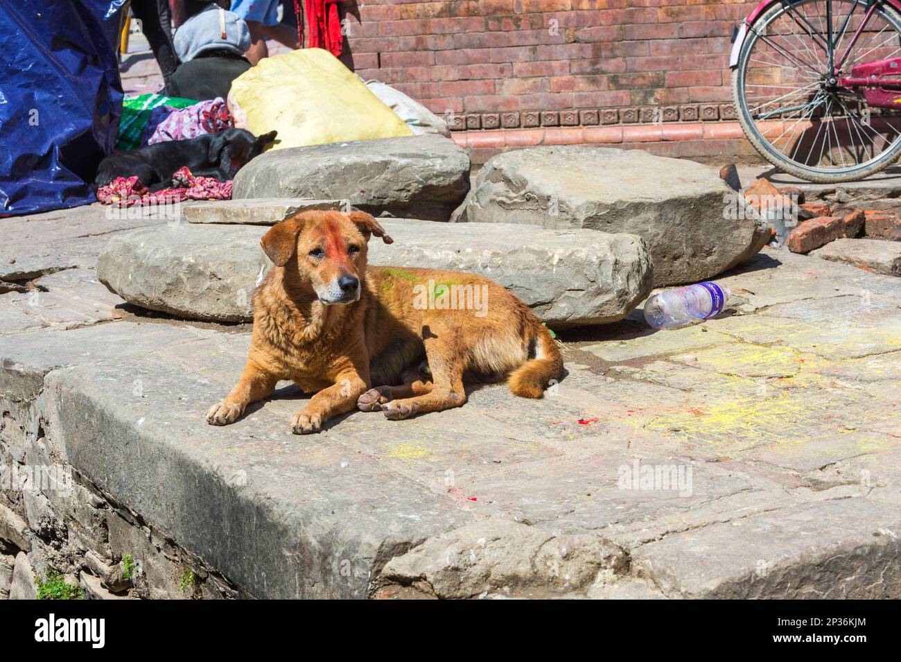 Dog with Holi Festival paintings, Durbar Square, Kathmandu, Nepal Stock ...