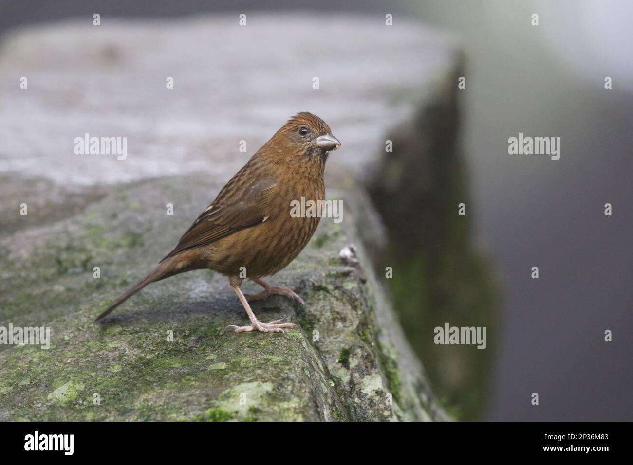 Vinaceous Rosefinch (Carpodacus vinaceus formosanus) adult female ...