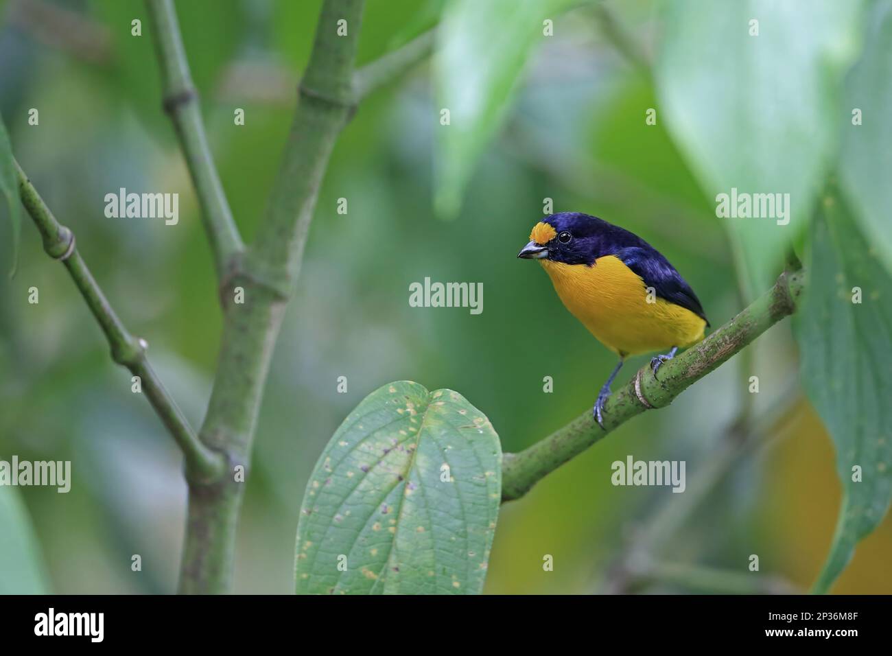 Violet organists hi-res stock photography and images - Alamy