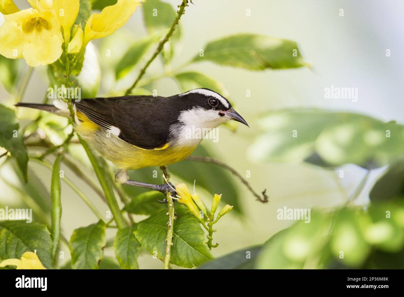 Bananaquit (Coereba flaveola caboti), adult, sitting between flowers ...
