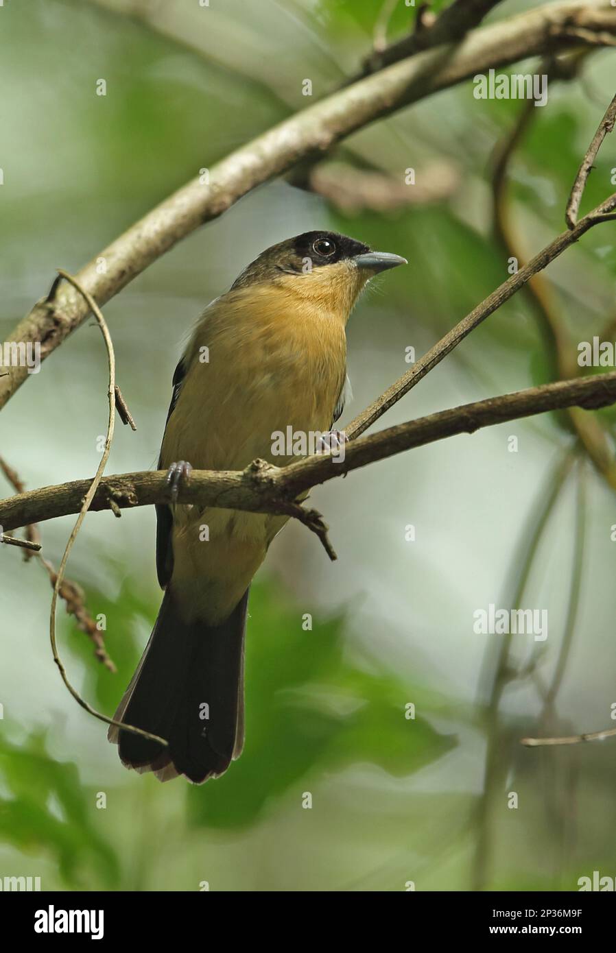 Black-eyed tanager (Trichothraupis melanops), adult male, sitting on a ...