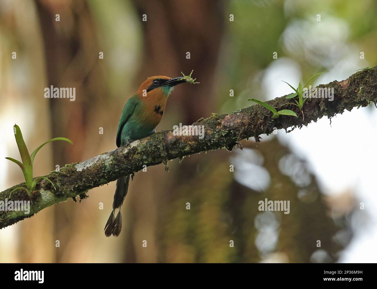 Broad-billed motmot (Electron platyrhynchum minus), adult, with insect ...