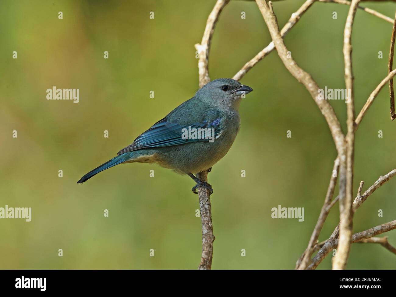 Adult blue-shouldered tanager (Thraupis cyanoptera), sitting on a ...