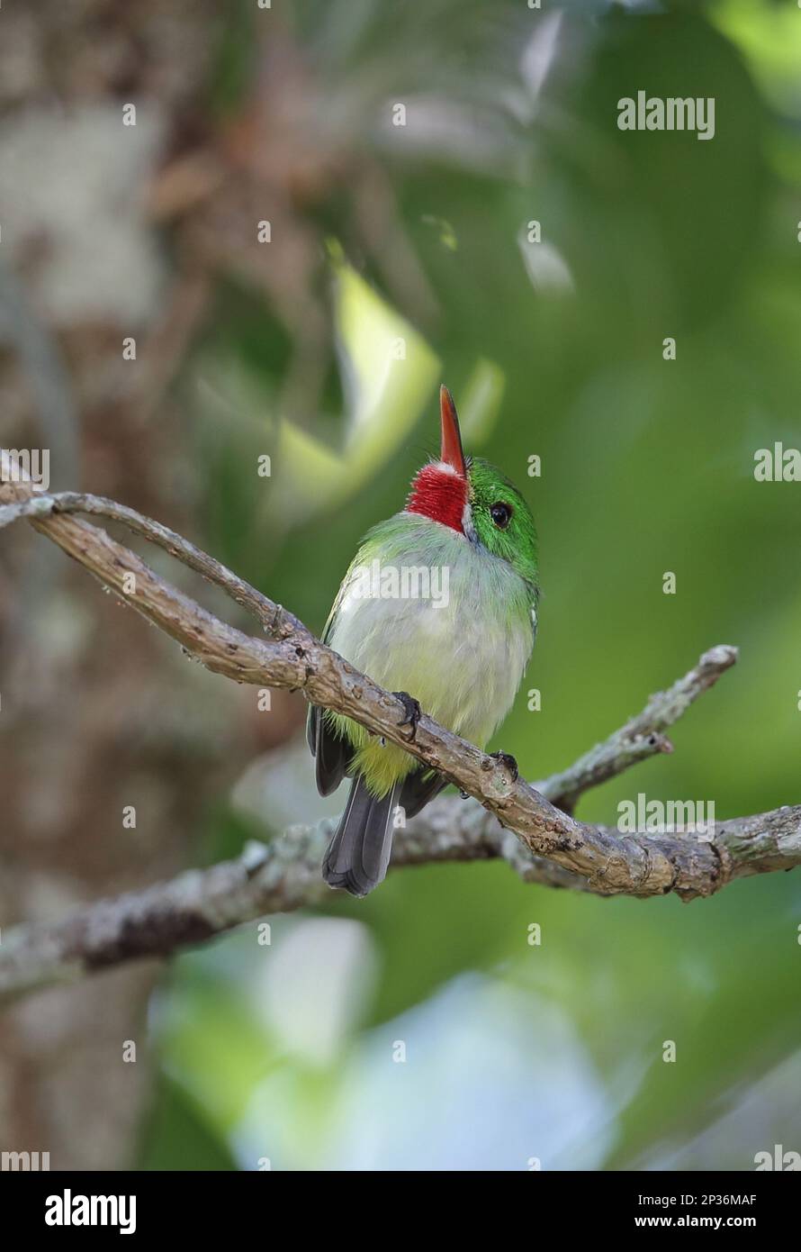 Greentoadis hi-res stock photography and images - Alamy