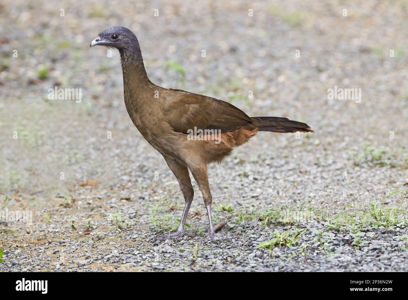 Rufous-vented chachalaca (Ortalis ruficauda), Red-tailed guan, Red ...