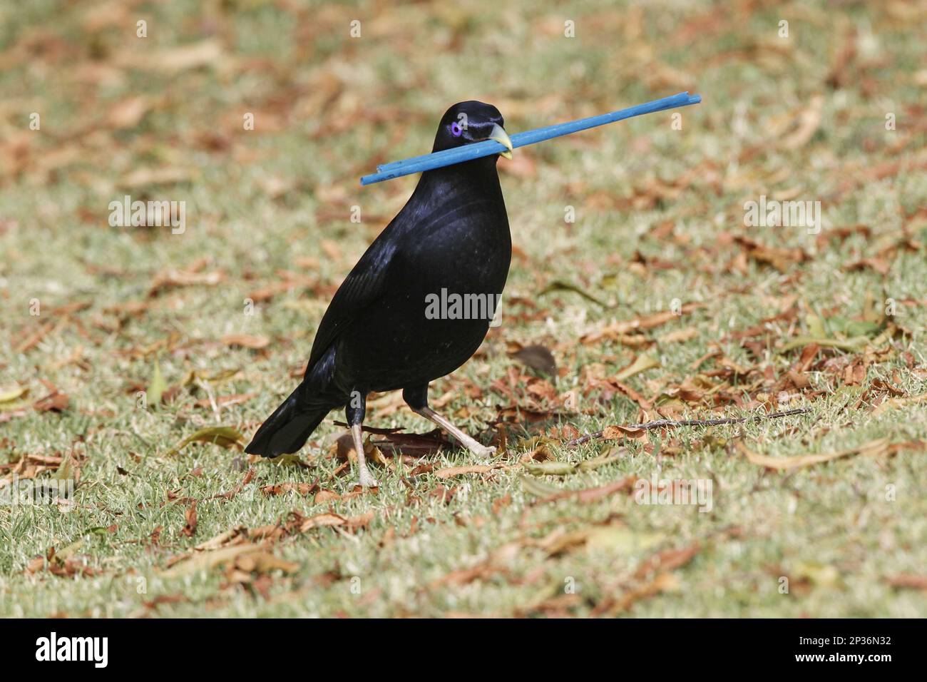 Silk Bowerbird, Silk Bowerbird, Satin Bowerbird, Satin Bowerbirds ...