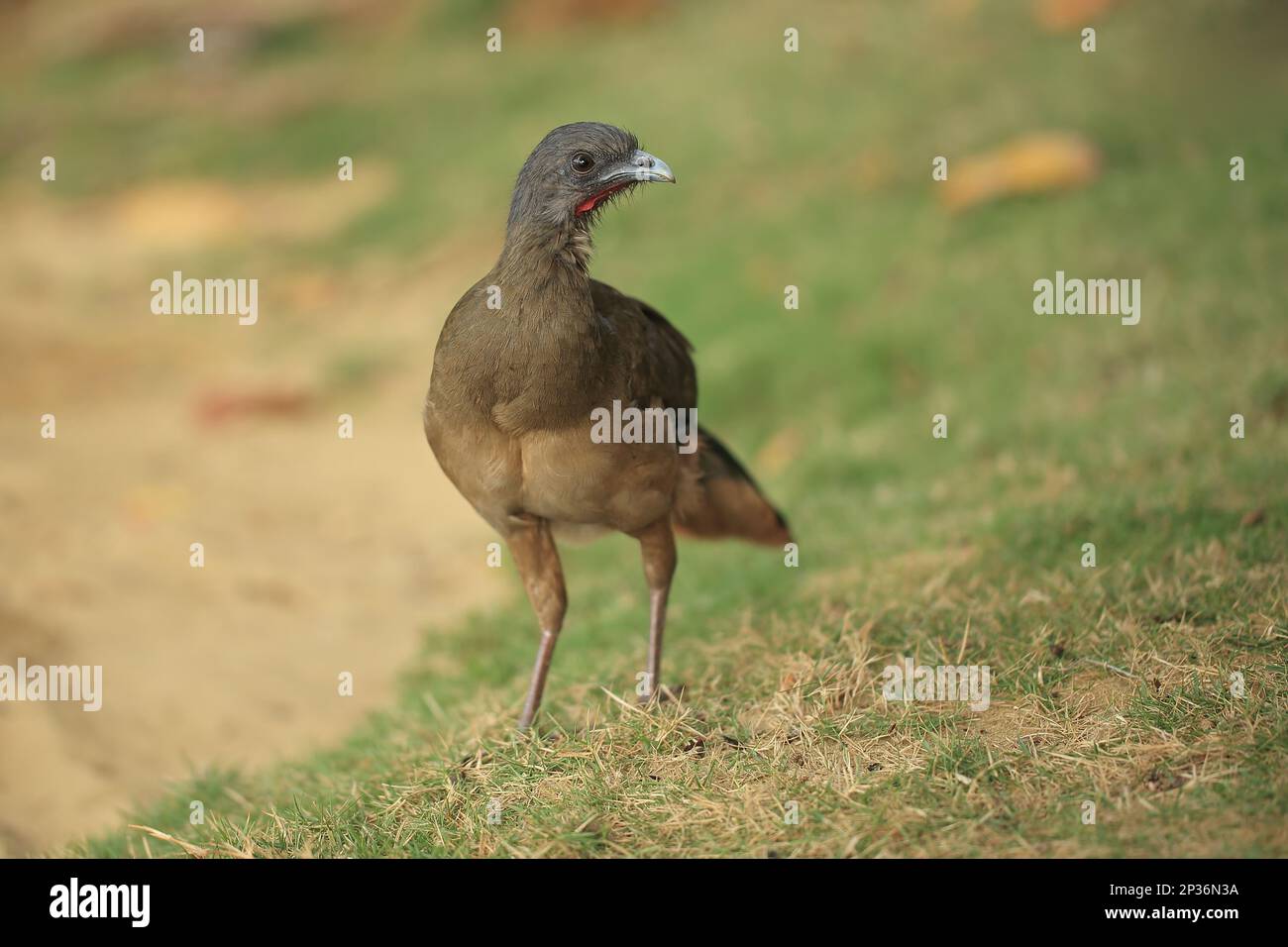 Rufous-vented chachalaca (Ortalis ruficauda), Red-tailed guan, Red ...