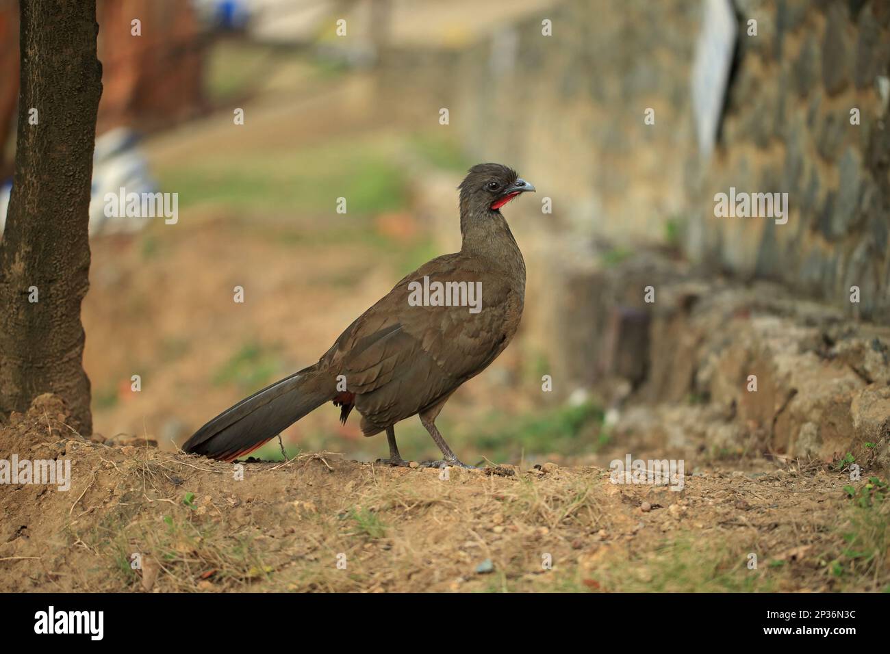 Rufous-vented chachalaca (Ortalis ruficauda), Red-tailed guan, Red ...
