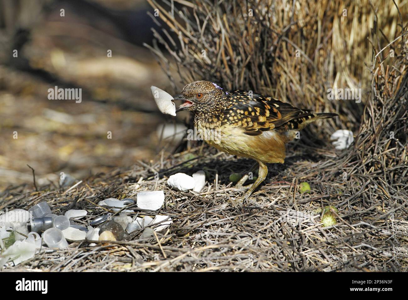 Spotted Bowerbird (Ptilonorhynchus maculatus) adult male, rearranging ...