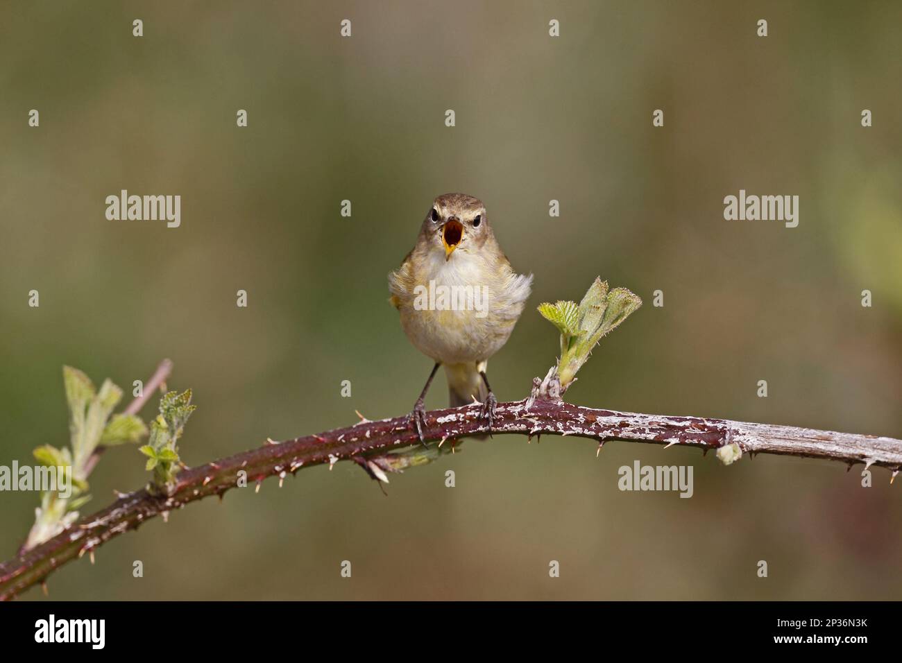 Eurasian Chiffchaff (Phylloscopus collybita) adult, singing, perched on ...