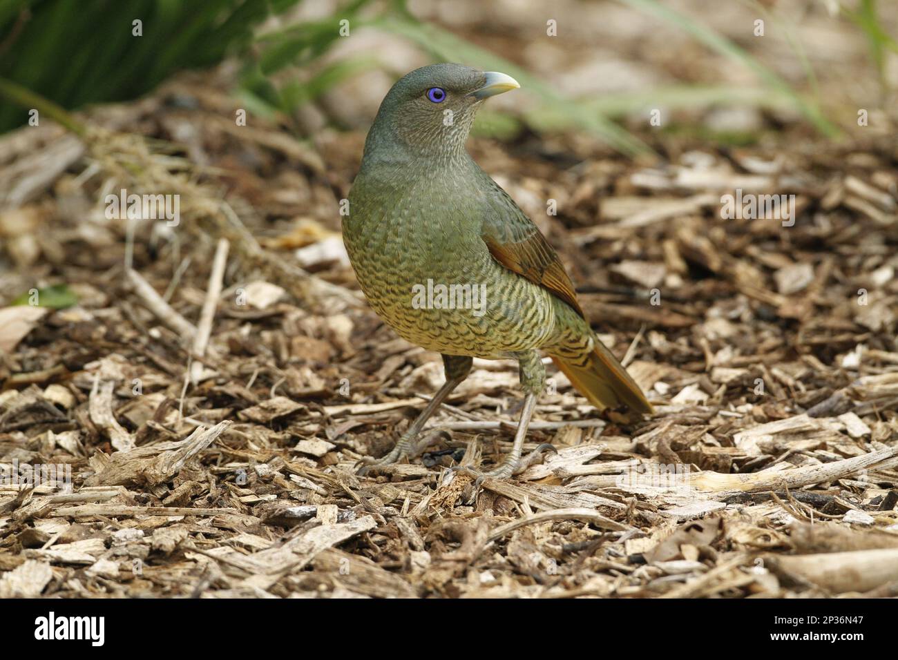 Female satin bowerbirds hi-res stock photography and images - Alamy