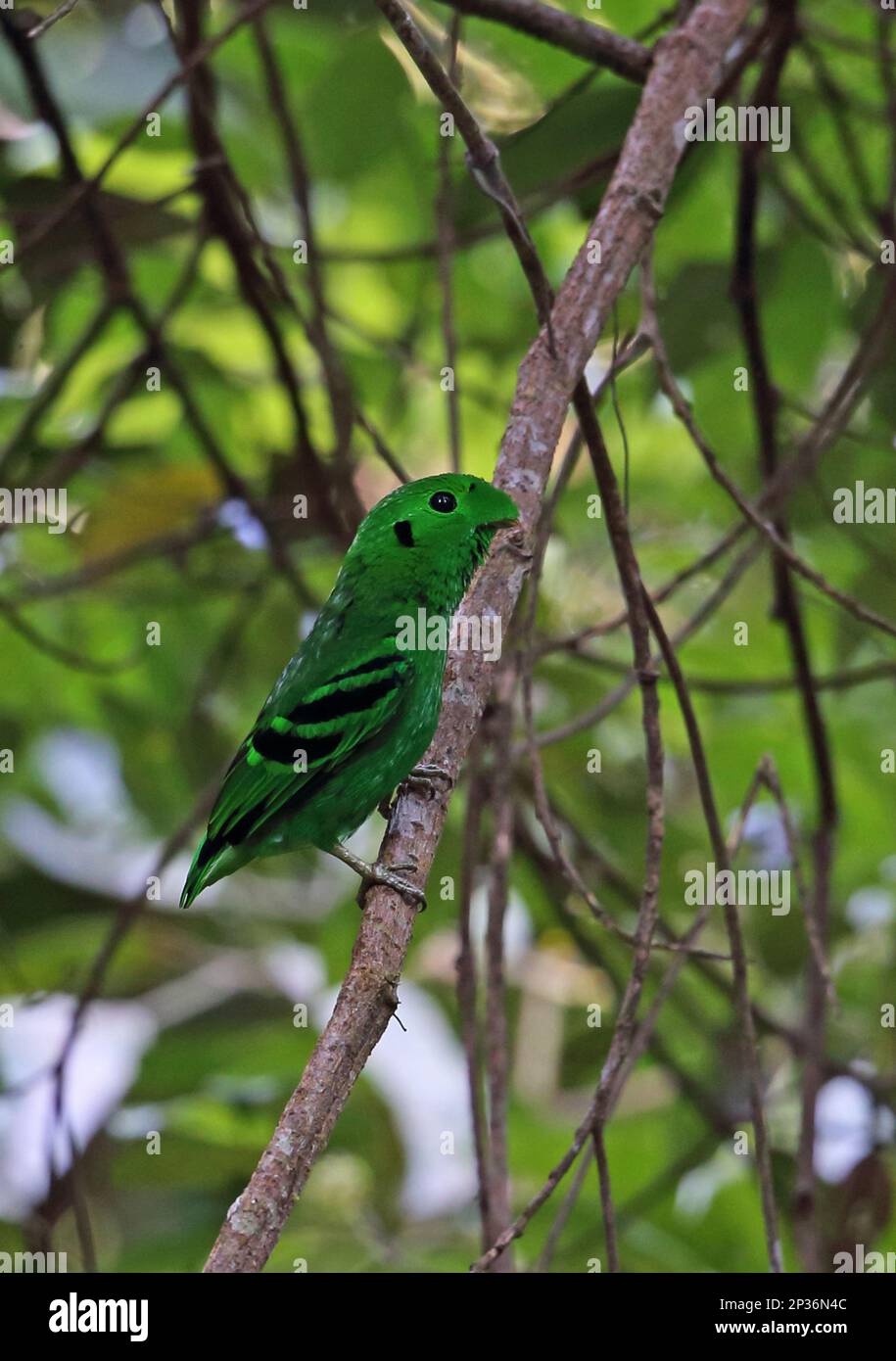 Green Broadbill (Calyptomena viridis viridis), adult male, sitting on a ...