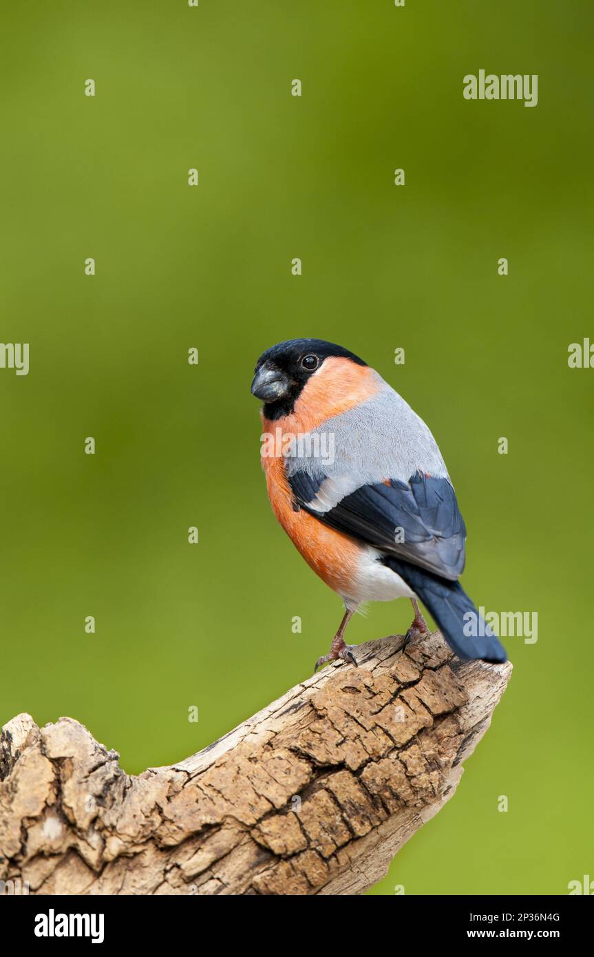 Eurasian bullfinch (Pyrrhula pyrrhula), adult male, looking over his ...