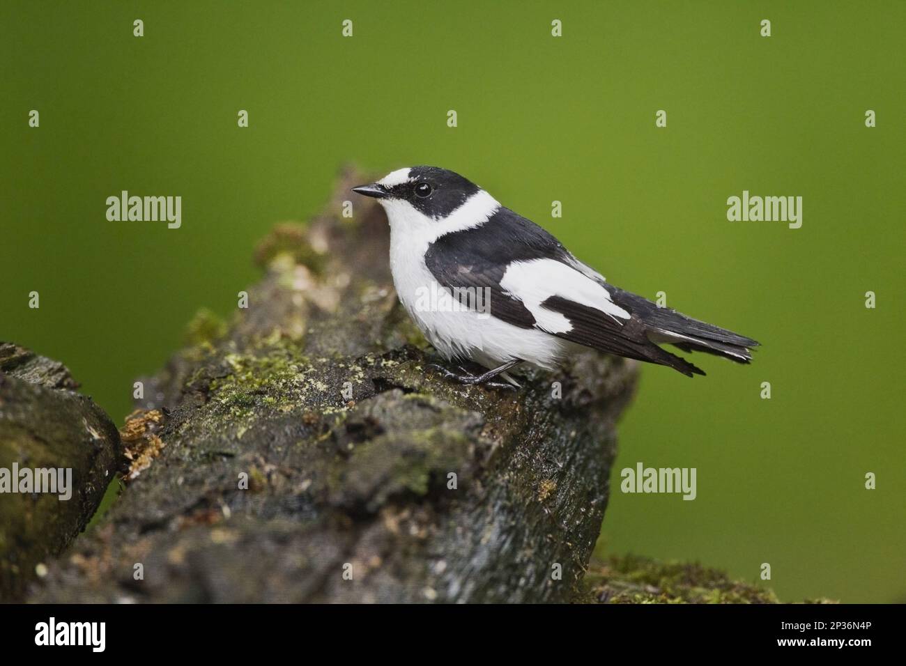 Flycatcher plumage hi-res stock photography and images - Alamy