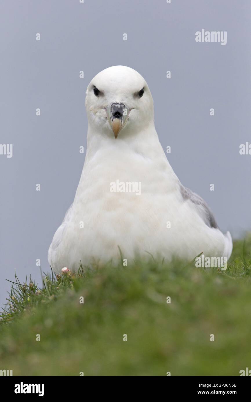 Northern fulmar, northern fulmars (Fulmarus glacialis), tube-nosed ...
