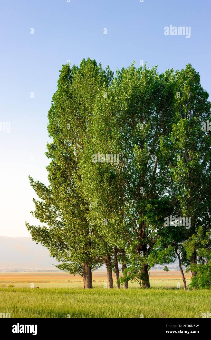A field of tall grass with mountains in the background .Calm themed ...