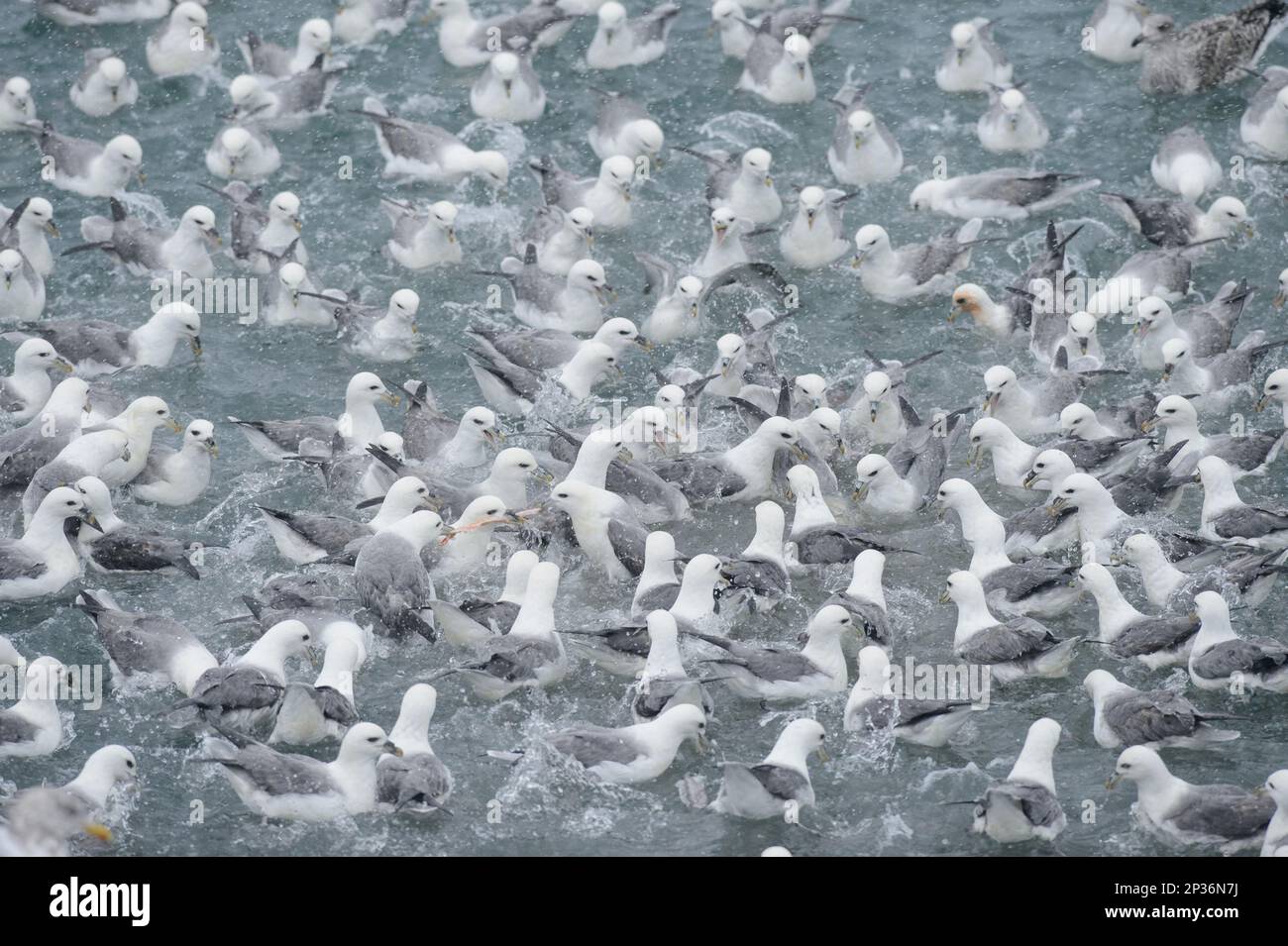 Northern Fulmar (Fulmarus glacialis) flock, feeding at fish processing ...