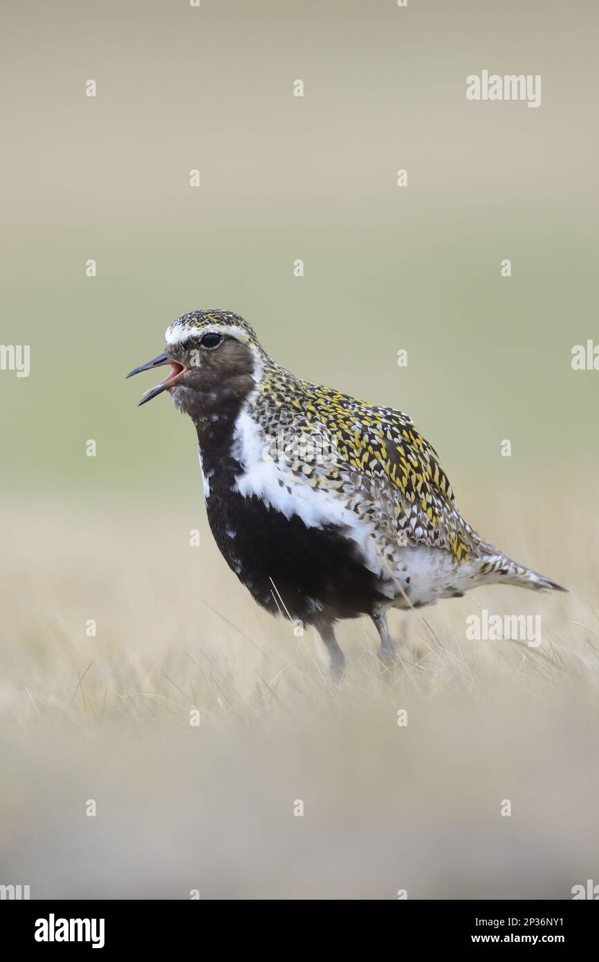 European golden plover (Pluvialis apricaria) adult, breeding plumage ...