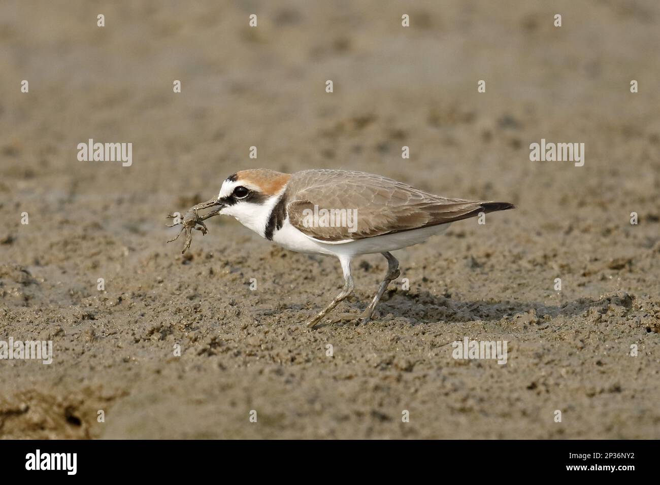 Crab booty hi-res stock photography and images - Alamy